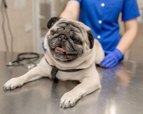 Pet Soft Palate And Nares In Shawnee, OK | Northside Vet